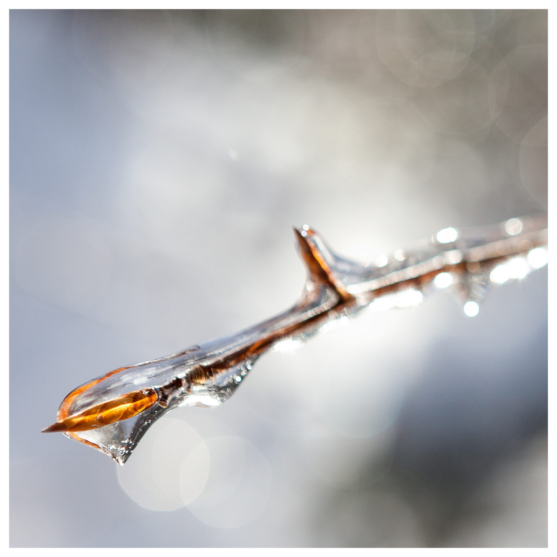 Jour 29 – Jonathan Houle Photographie