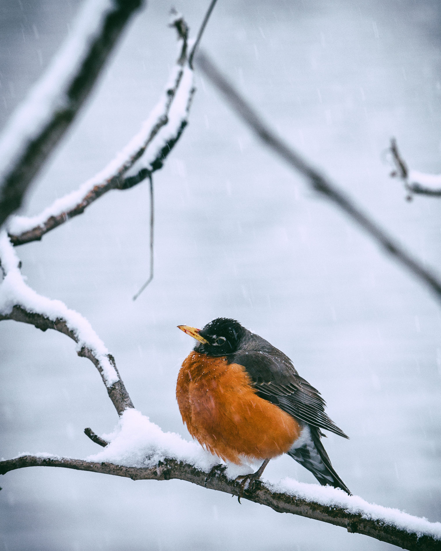 Jour 39 – Jonathan Houle Photographie